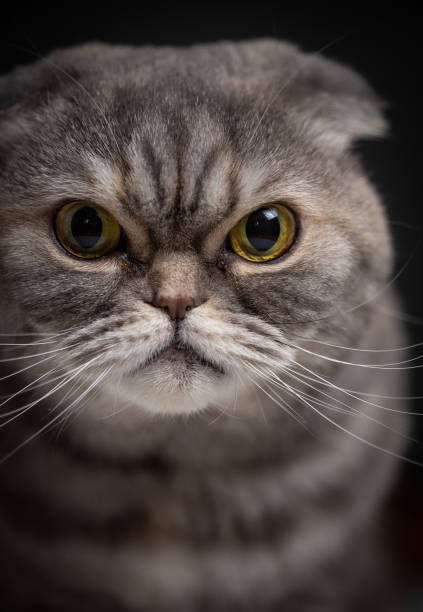 Angry Cat Pictures | Download Free Images on Unsplash