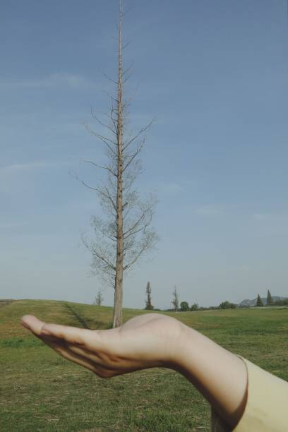 Hand Tree Bark - Free photo on Pixabay