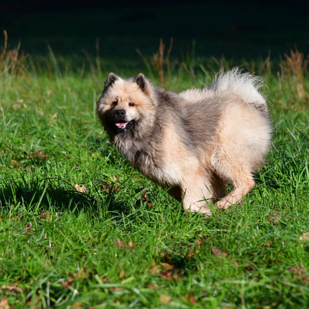 Dog Eurasier Plou Animal - Free photo on Pixabay