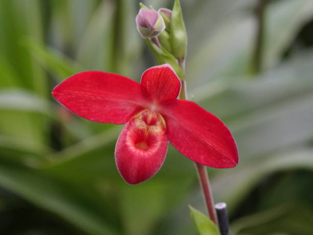Free Stock Photo of Phragmipedium Orchid Detail | Download Free Images ...