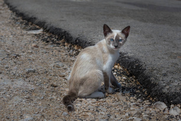 Free picture: sunshine, siamese cat, road, summer, nature, landscape