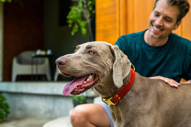 Best Weimaraner Pictures [HD] | Download Free Images on Unsplash