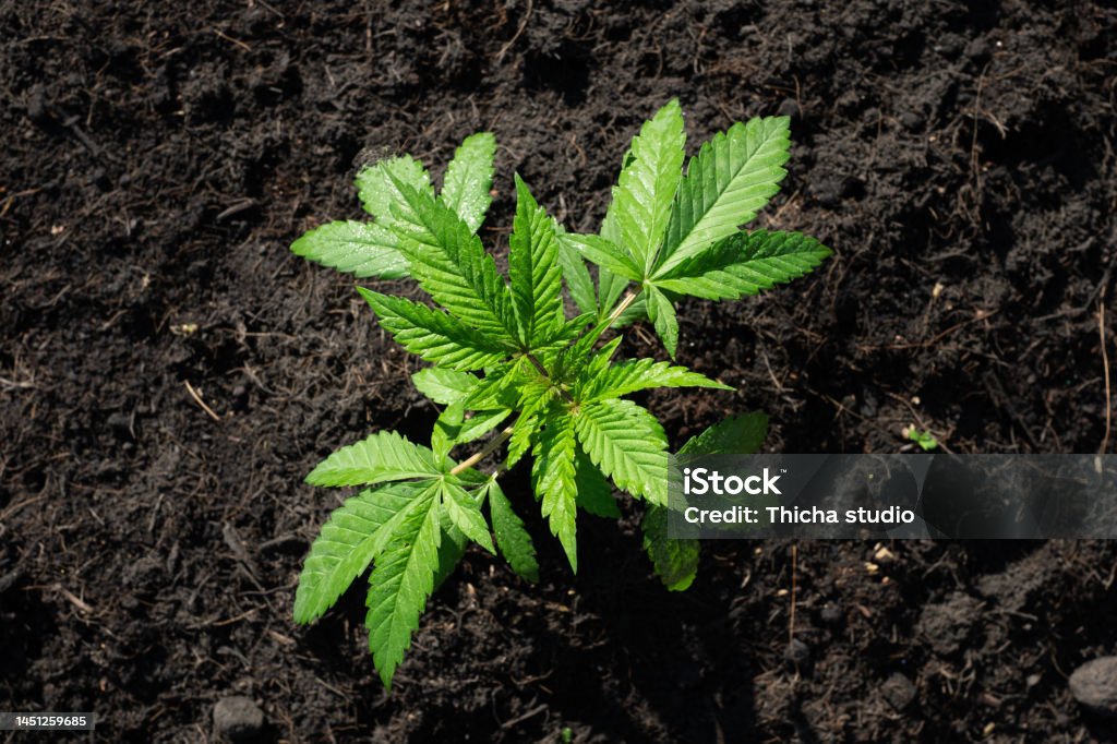 Blue Dream Cannabis Breed Marijuana Growing In The Ground Stock Photo ... Blue Dream Cannabis Breed Marijuana Growing In The Ground Stock Photo ...