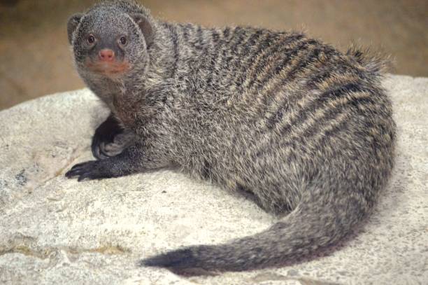 Free picture: fur, cute, mongoose, nature, wildlife, wild, animal, brown