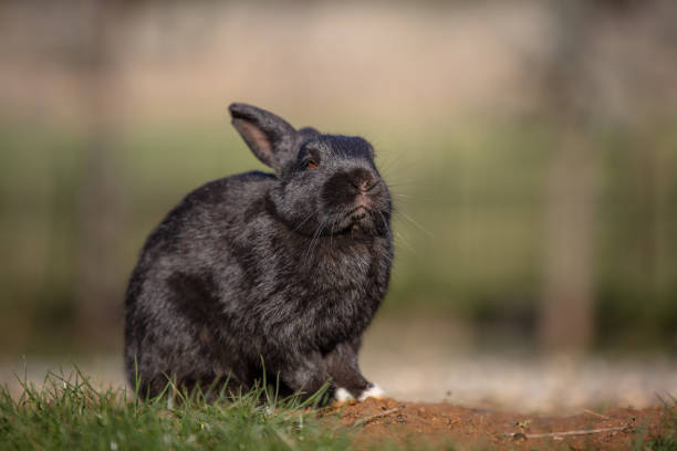 Black Rabbit Pictures | Download Free Images on Unsplash