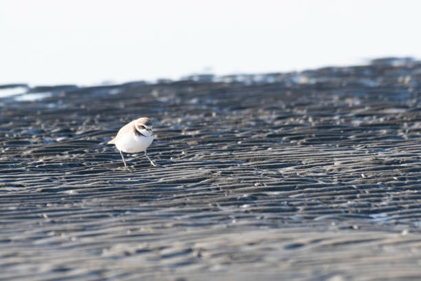 Free picture: piping plovers, eating, beach