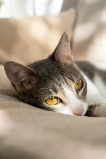 Cate Pictures | Download Free Images on Unsplash