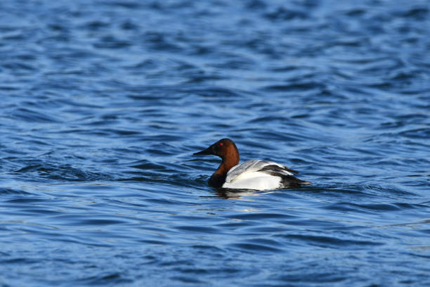 Free picture: waterfowl, migration, birds, canvasback, ducks