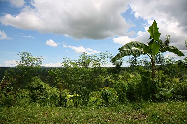 Free photos of prairie banana. Free images, stock photos and ...