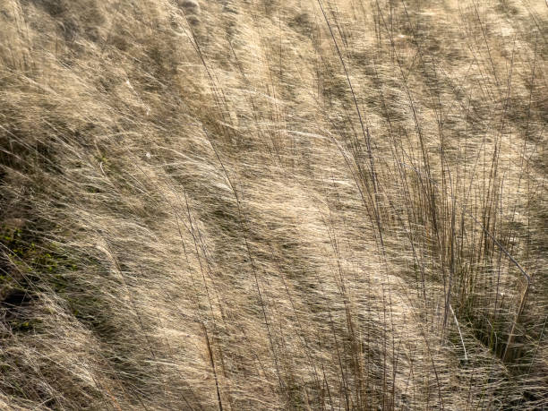 Sweetgrass Pictures | Download Free Images on Unsplash