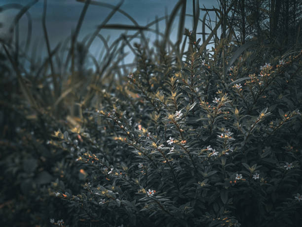 Delicate Wildflowers Growing In A Dense Thicket – Free Stock Photo