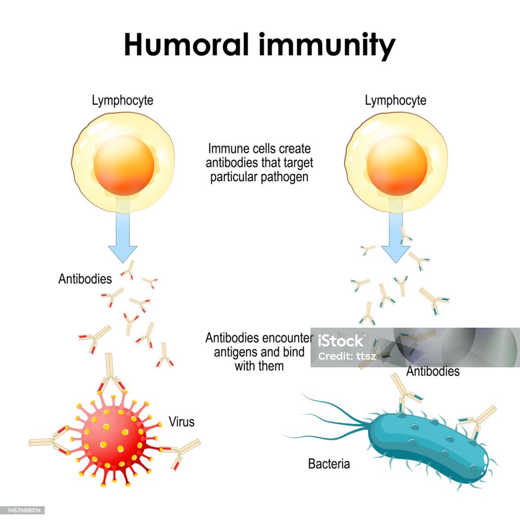 Humoral Immunity Bacteria Virus Lymphocyte And Antibody Immune Cells ... Humoral Immunity Bacteria Virus Lymphocyte And Antibody Immune Cells ...