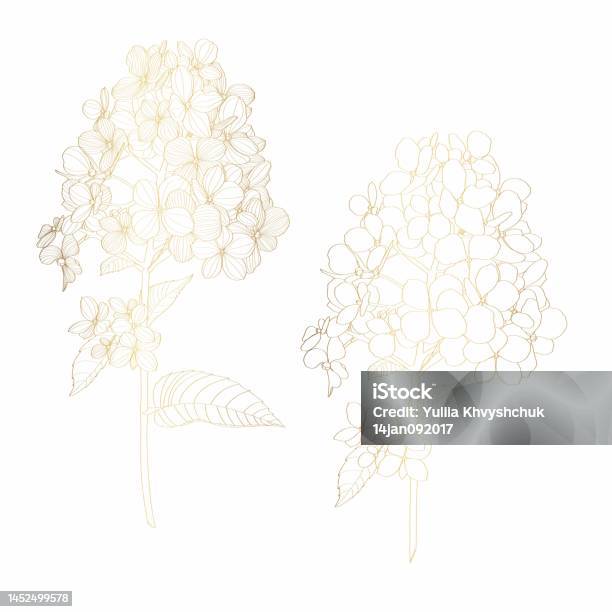Dessinez À La Main Une Ligne Dorée Dillustration De Fleurs Dhortensia ... Dessinez À La Main Une Ligne Dorée Dillustration De Fleurs Dhortensia ...
