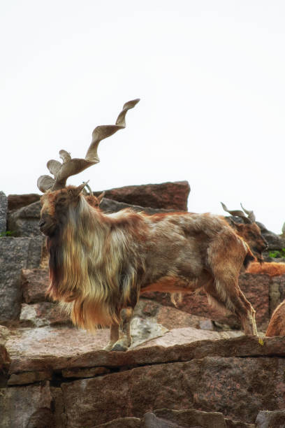 Markhor Pictures | Download Free Images on Unsplash