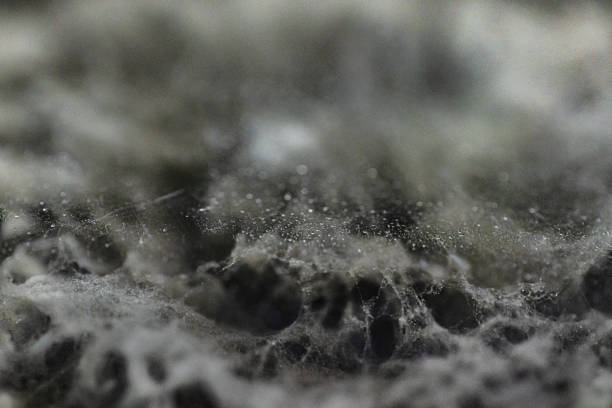 Free Stock Photo of mold moldy cheese spoiled rotten bad gross bad ...