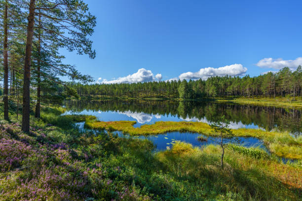 30,000+ Lakeside Pictures | Download Free Images on Unsplash