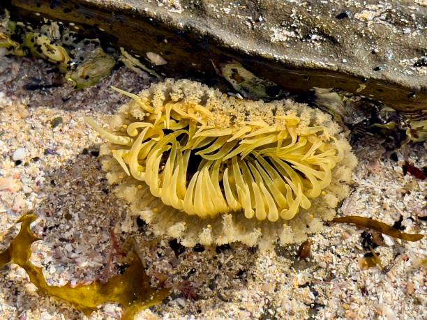 Rockpool Pictures | Download Free Images on Unsplash