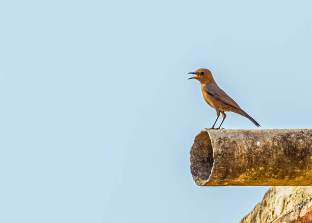 Bird Brown Rock Chat Indian - Free photo on Pixabay