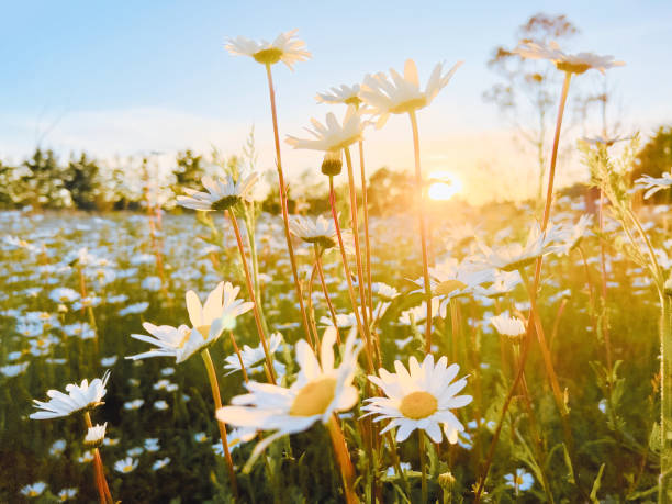 Free picture: White wildflowers on sunny meadow