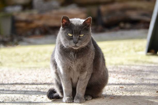 Grumpy Cat Pictures | Download Free Images on Unsplash