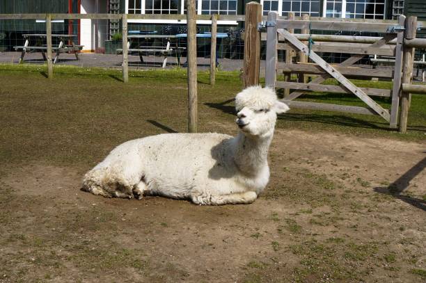 Free picture: White and light brown llama (Lama glama) laying on ground ...