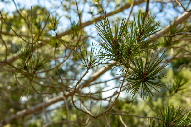 Free picture: Aleppo pine (Pinus halepensis) close-up of pine branches ...