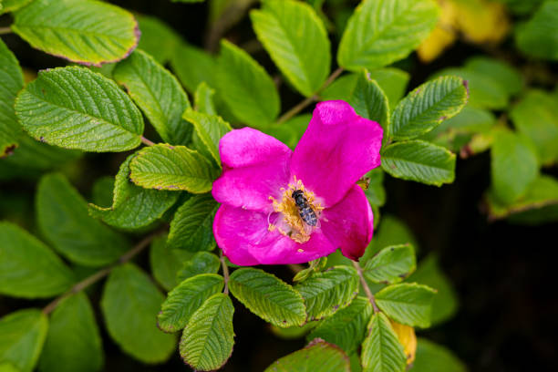 Blume Pictures | Download Free Images on Unsplash