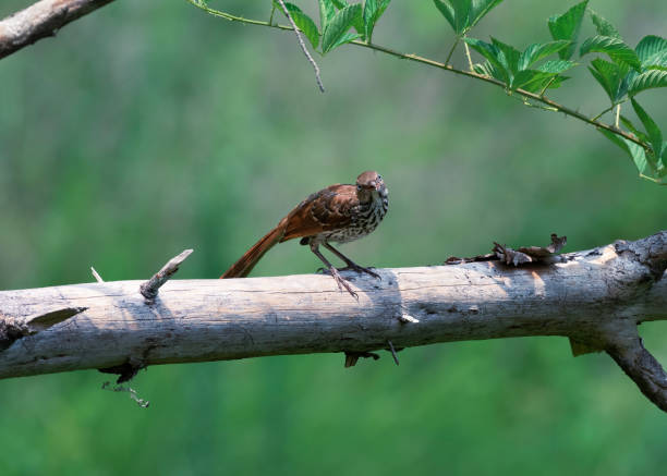 100+ Thrasher Pictures | Download Free Images on Unsplash