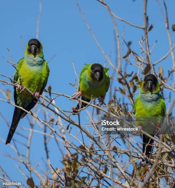 Photo Of Three Nanday Conures Resting In Tree Green Parakeets Fort De ... Photo Of Three Nanday Conures Resting In Tree Green Parakeets Fort De ...