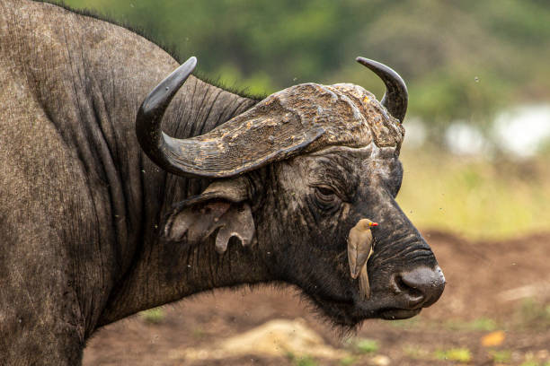 30,000+ Wild Ox Pictures | Download Free Images on Unsplash