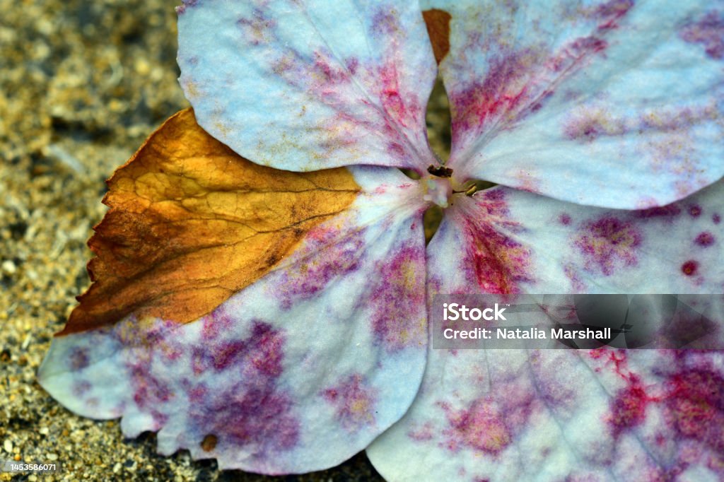 A Hydrangea Flower Affected By Hydrangea Botrytis Blight Caused By Fungus Botrytis Cinerea Stock