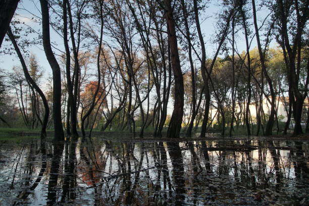 Free picture: Pile of tree trunks in forest after flood