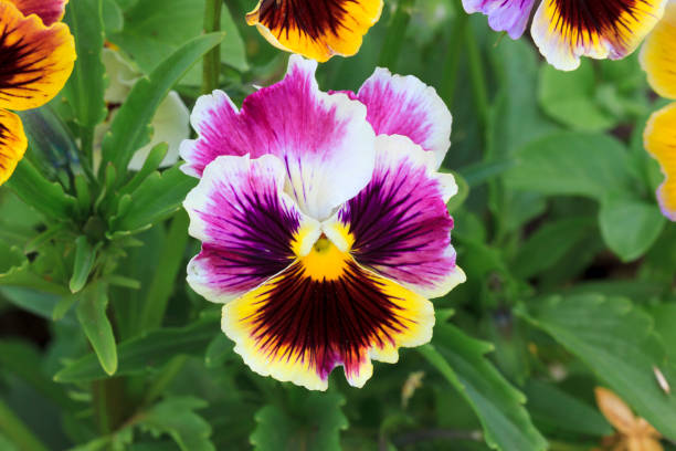 30,000+ Pansy Pictures | Download Free Images on Unsplash