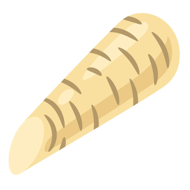 20 Sliced Parsnips Stock Illustrations Royalty Free Vector Graphics