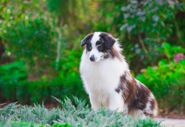 Australian Shepherd Pictures | Download Free Images on Unsplash