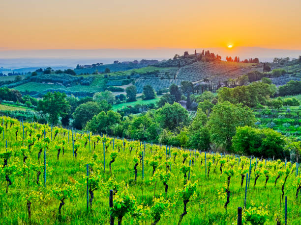 Tuscany Vineyard Pictures | Download Free Images on Unsplash