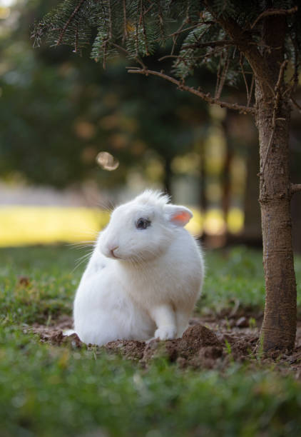 Free Stock Photo of Small White Rabbit Sitting in Field of Leaves ...