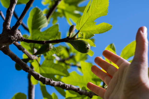 Free Stock Photo of Hand Reaching Up to Tree Branch | Download Free ...