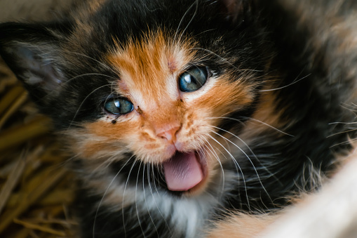 Cute Calico Kitten With Blue Eyes Looking At The Camera Litter Of Three Kittens In The Straw On