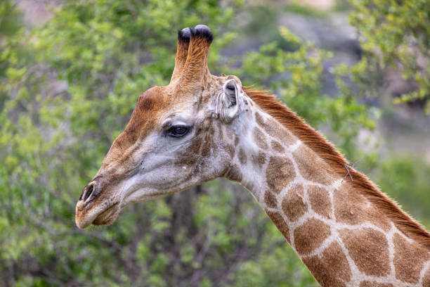 Free Stock Photo of Close Up of Giraffe With Trees in Background ...