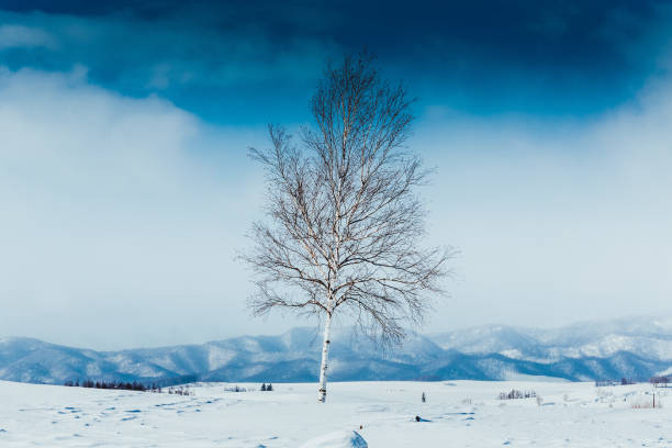 Japan Snow Pictures | Download Free Images on Unsplash
