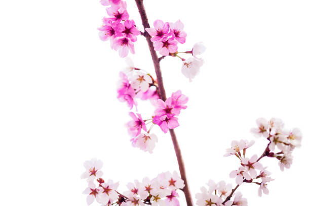 30,000+ Flower Branch Pictures | Download Free Images on Unsplash
