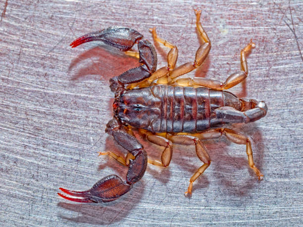 1K+ Scorpion Pictures | Download Free Images on Unsplash