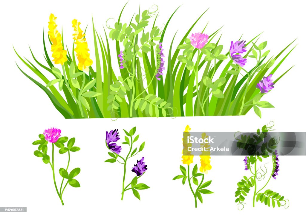 Grasses Mix And Plants Stock Illustration Download Image Now Agricultural Field Decoration