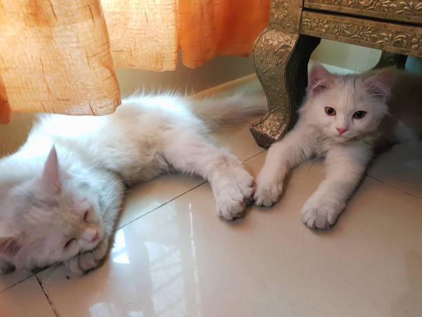 Free picture: Cute purebred Turkish angora kitten looking curiosity