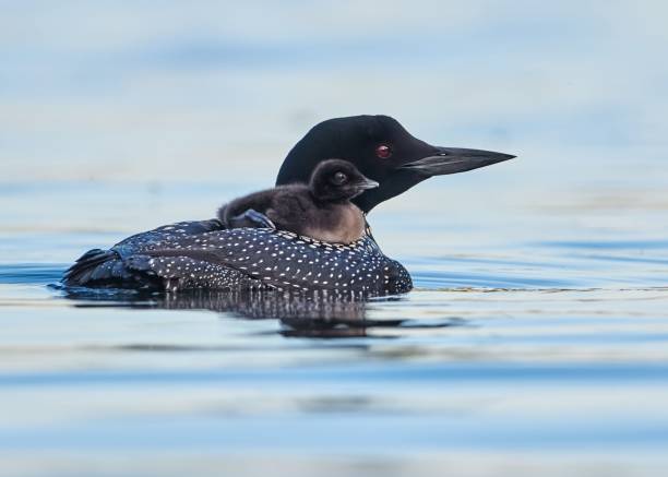 Free picture: common, loon, bird