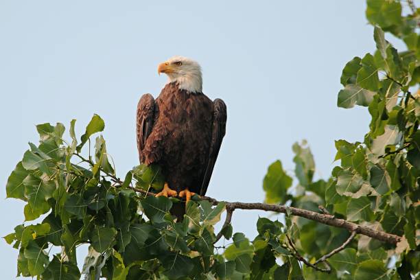 Free picture: bald, eagle, natural habitat, eagles, nest, tree