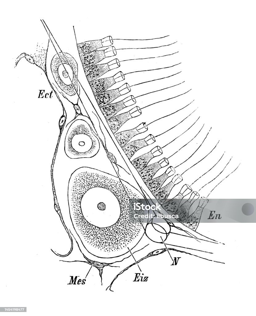 Antique Biology Zoology Image Sycon Raphanus Stock Illustration ... Antique Biology Zoology Image Sycon Raphanus Stock Illustration ...