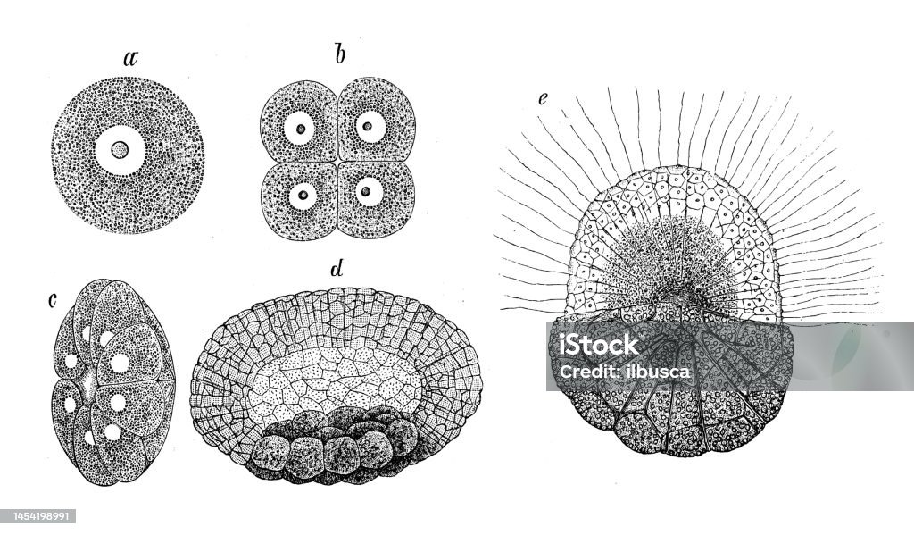 Antique Biology Zoology Image Sycon Raphanus Stock Illustration ... Antique Biology Zoology Image Sycon Raphanus Stock Illustration ...