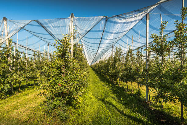 Free picture: Apple tree orchard with protective net